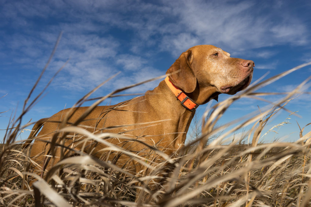 Magyar Vizsla – Der ungarische Jagdhund mit Familienanschluss - Magyar ...